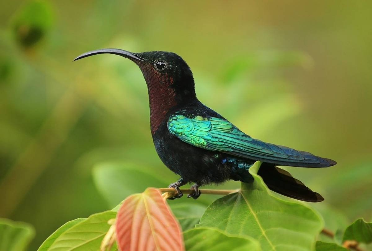 Bird Watching - Mountain